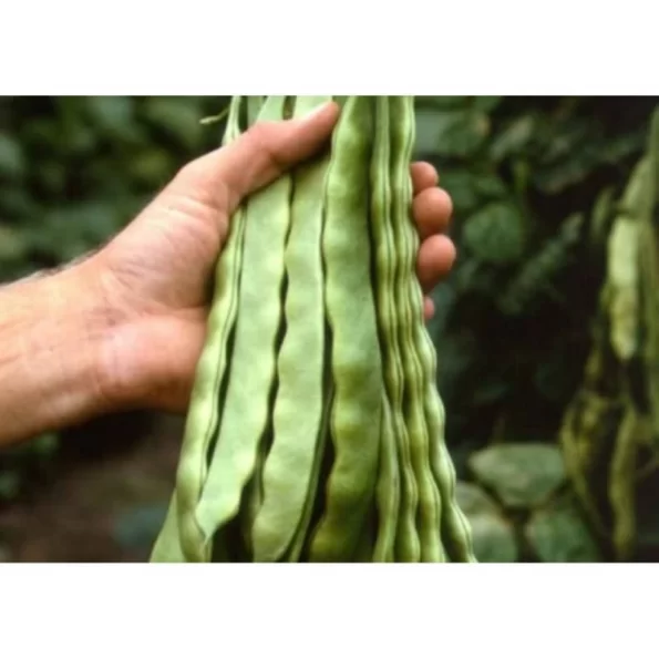 Σπόροι Φασόλι LIMKA - 1 ΚΙΛΟΥ | Unique Agro | Αγροτικά Είδη