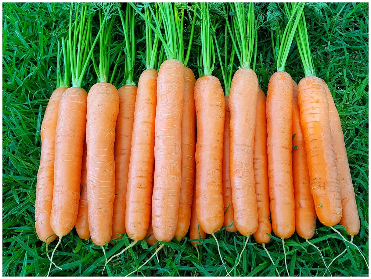 Σπόροι Καρότο CARVORA F1 - 100.000 ΣΠΟΡΩΝ | Unique Agro | Αγροτικά Είδη