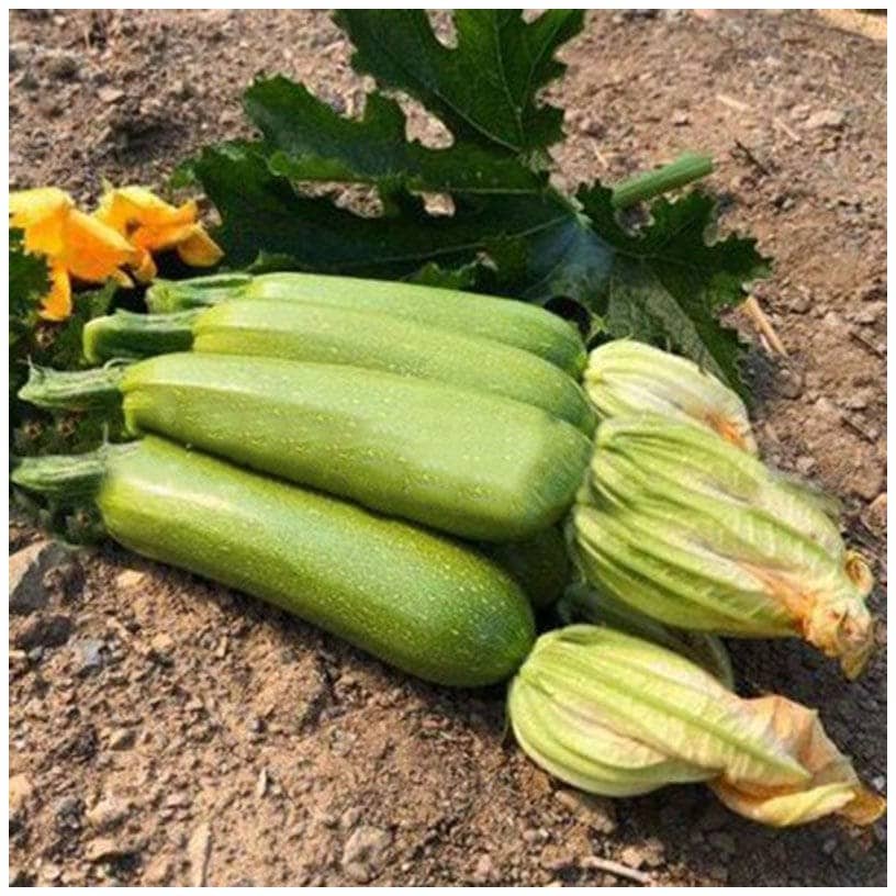 Σπόροι Κολοκύθι IMPERATOR F1 - 500 ΣΠΟΡΩΝ | Unique Agro | Αγροτικά Είδη