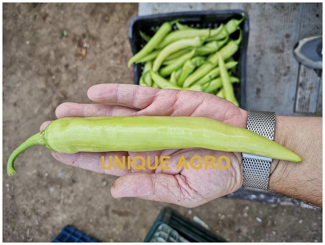 Σπόροι Πιπεριάς Κέρατο HIZIR F1 - 1.000 ΣΠΟΡΩΝ | Unique Agro | Αγροτικά ...