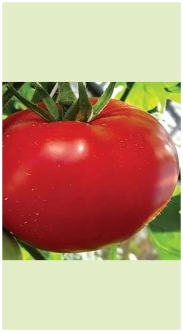 Σπόροι Τομάτας BOBCAT F1 - 1.000 ΣΠΟΡΩΝ | Unique Agro | Αγροτικά Είδη