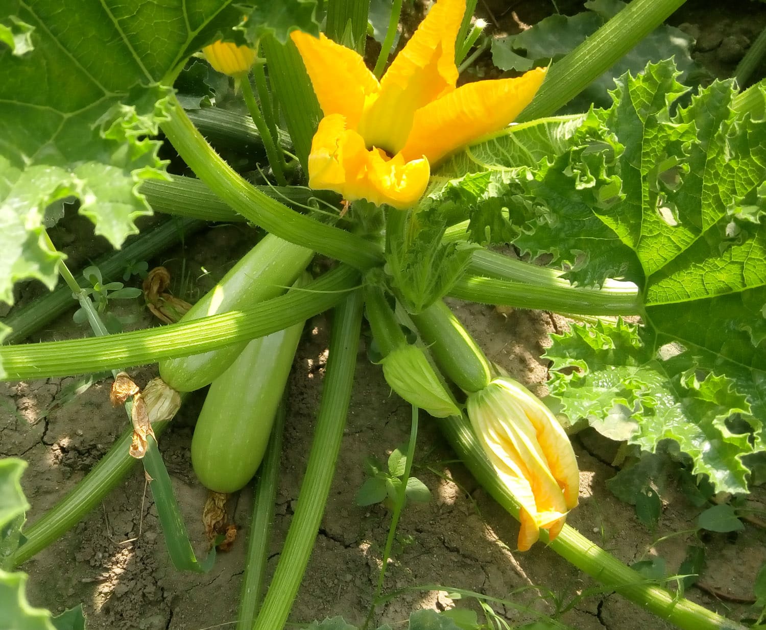 ΣΠΟΡΟΙ ΚΟΛΟΚΥΘΙ ISMALIA 500 ΣΠΟΡΩΝ | Unique Agro | Αγροτικά Είδη