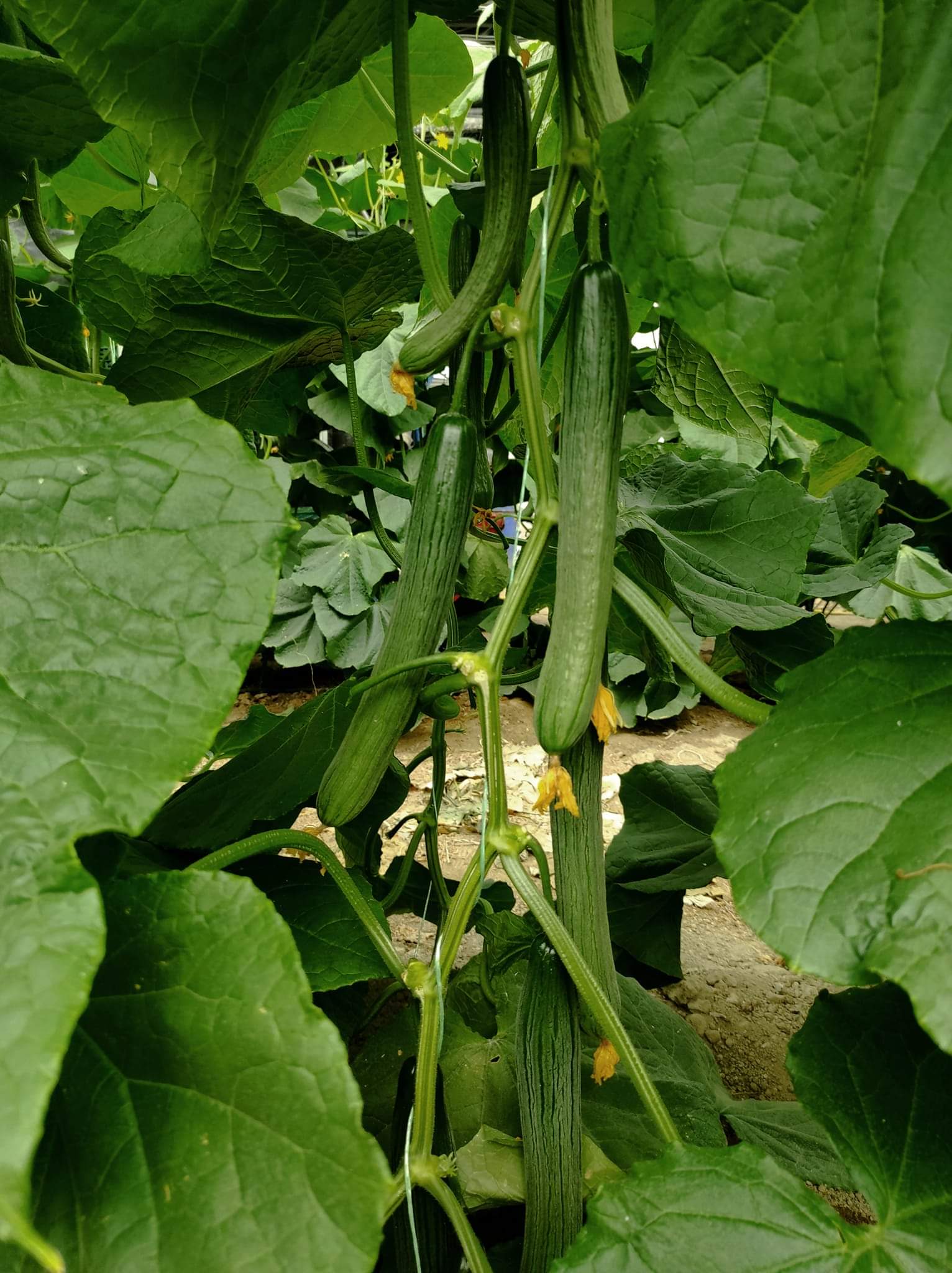 Σπόροι Αγγούρι NS 97082 F1 - 100 ΣΠΟΡΩΝ | Unique Agro | Αγροτικά Είδη