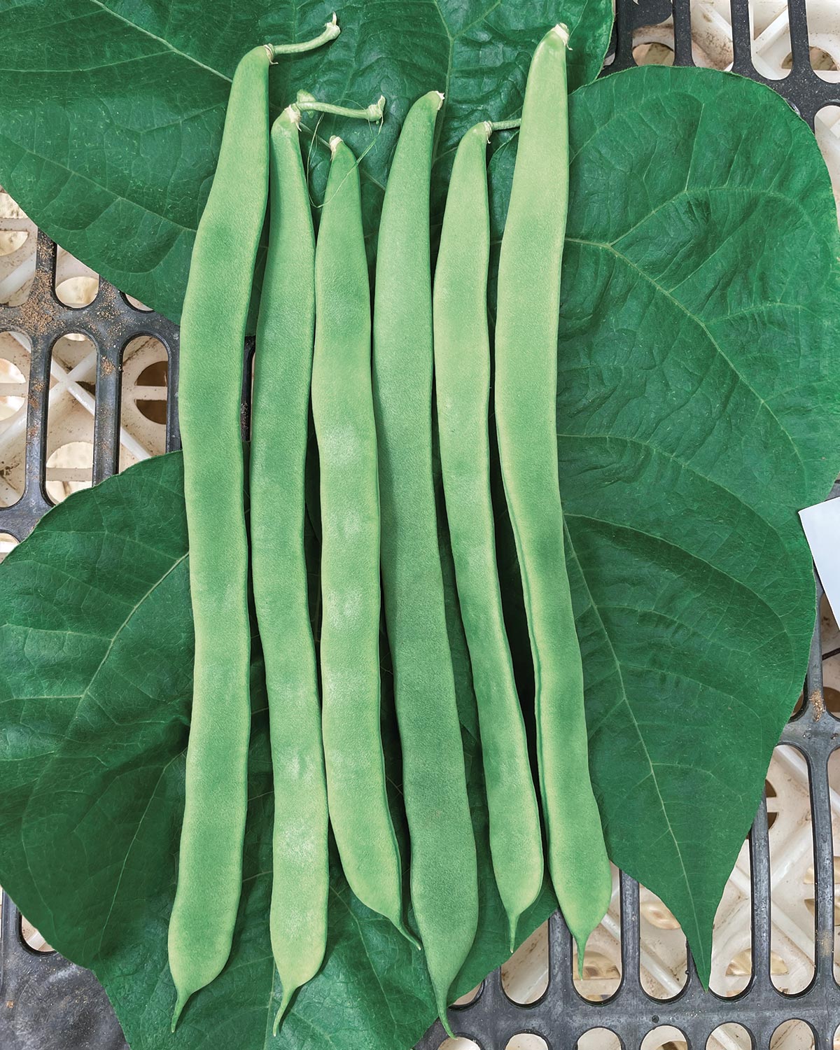 Σπόροι Φασόλι LEPINO - 2.000 ΣΠΟΡΟΙ | Unique Agro | Αγροτικά Είδη
